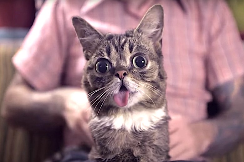 Wereldberoemde Instagramkat Lil Bub is overleden